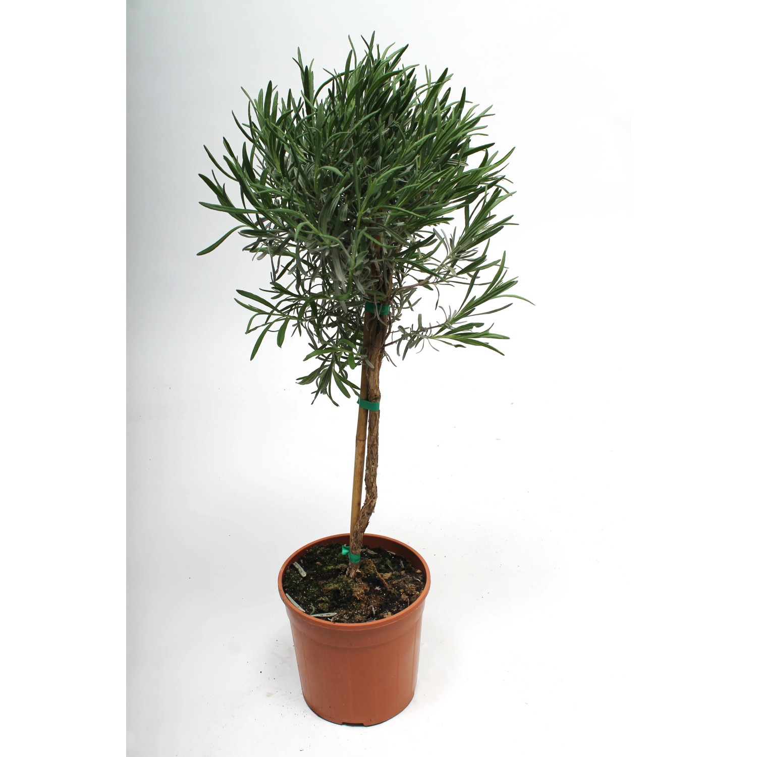 Levendula fa 18 cm vásárlása az OBI -nál