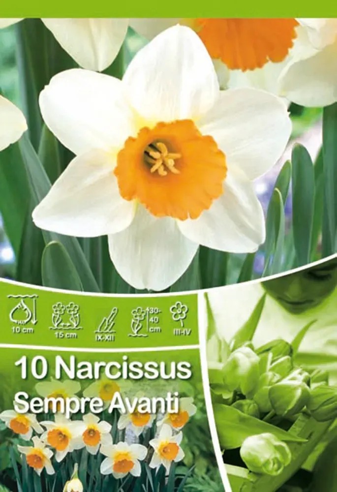 Sempre Avanti nárcisz vásárlása - OBI