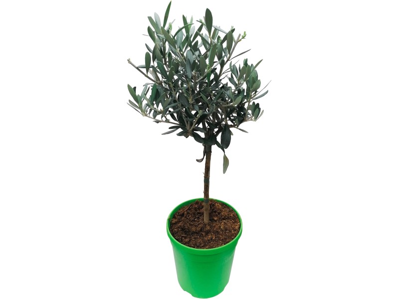 GROW by OBI mini olajfa magasság kb. 40 cm cserépátmérő kb. 15 cm Olea ...