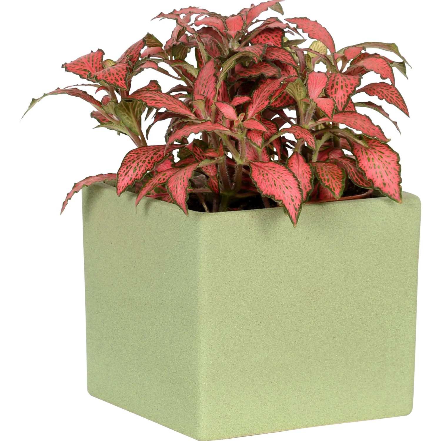 Vitorlavirág vagy hálóslevél kerámiában, cserépátmérő: kb. 12 cm ...