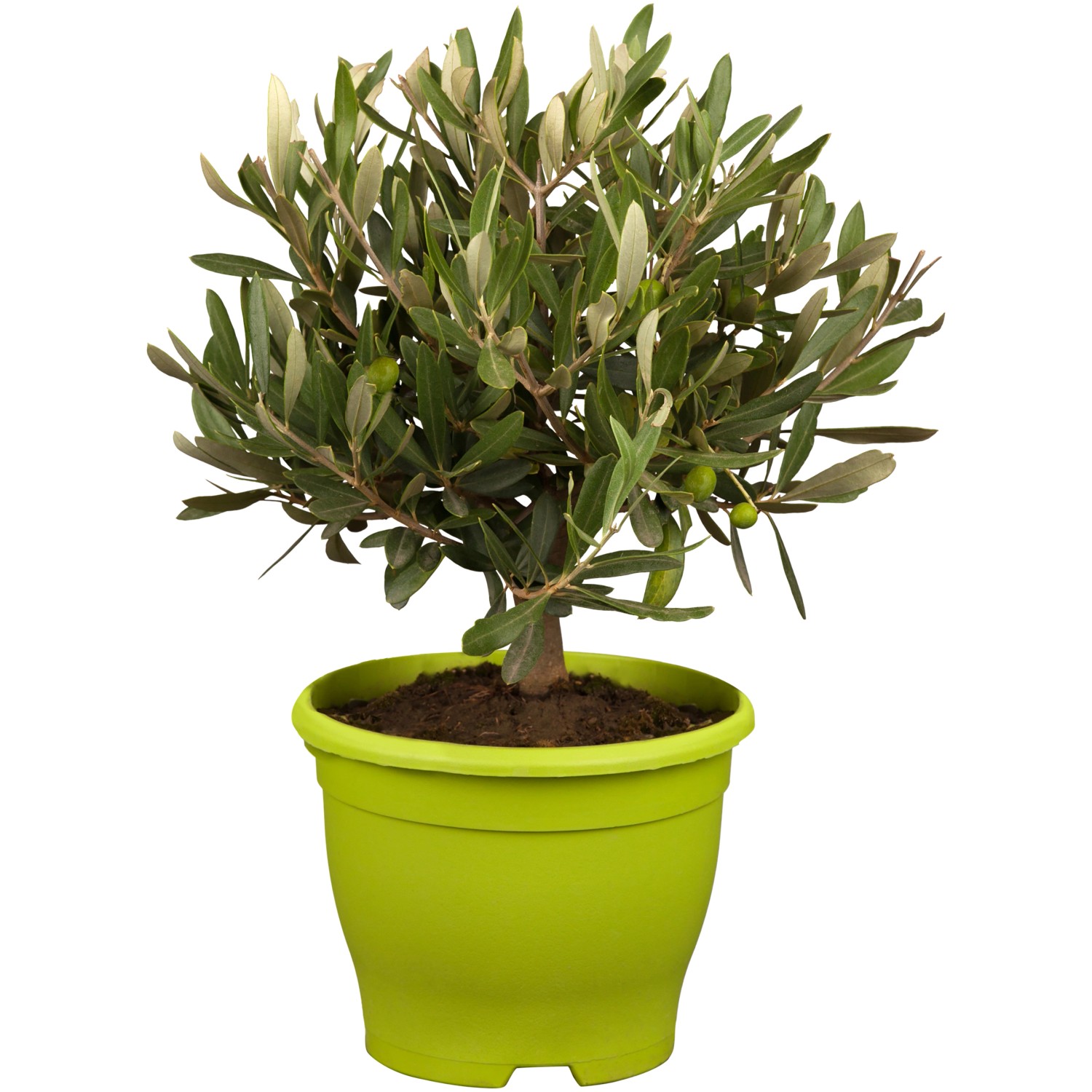 Olajfák vásárlása - OBI