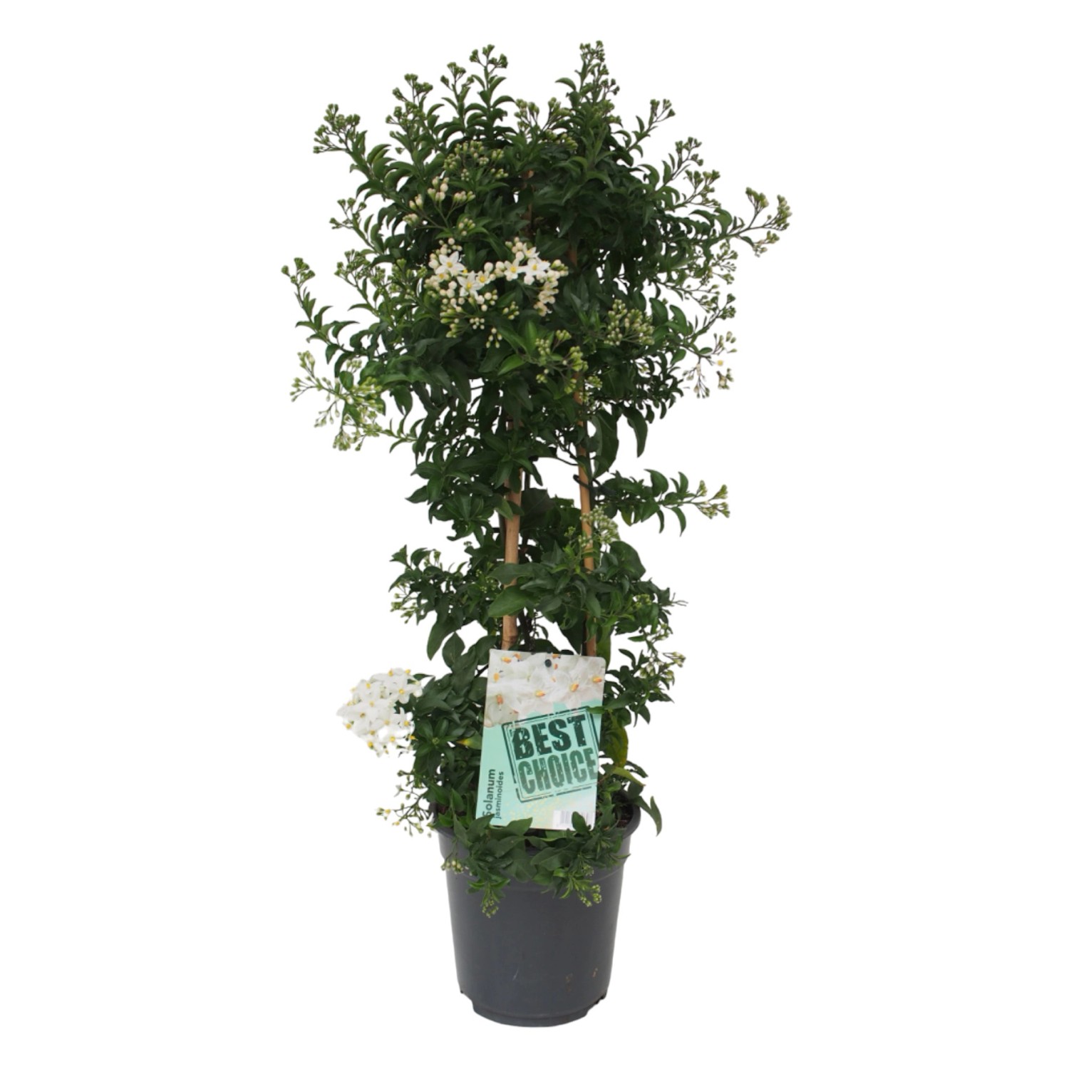 Csüngő jázmin piramis fehér mag. kb. 100 cm cserép kb. 21 cm Solanum jasminoides vásárlása az ...