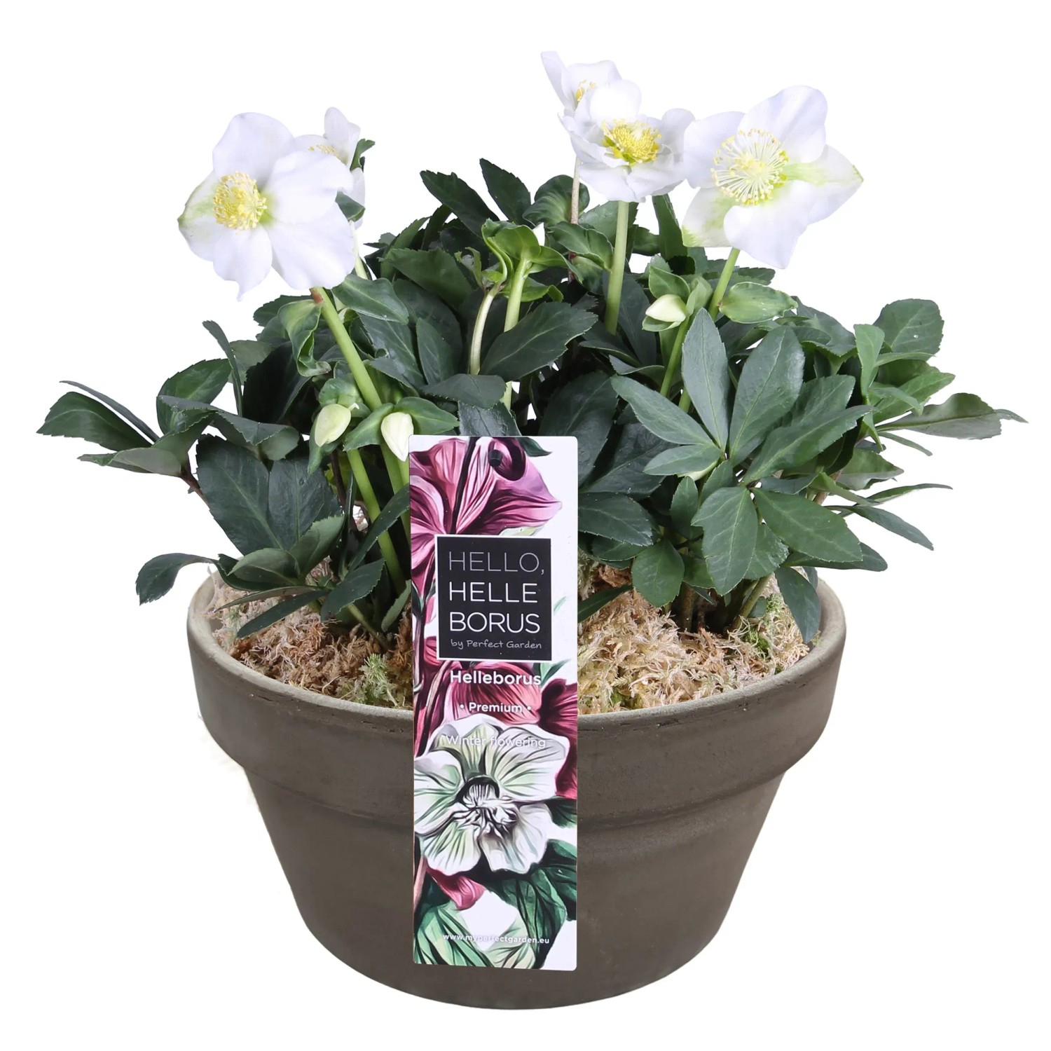 Fekete hunyor bazalttálban fehér átmérő 17 cm Helleborus niger