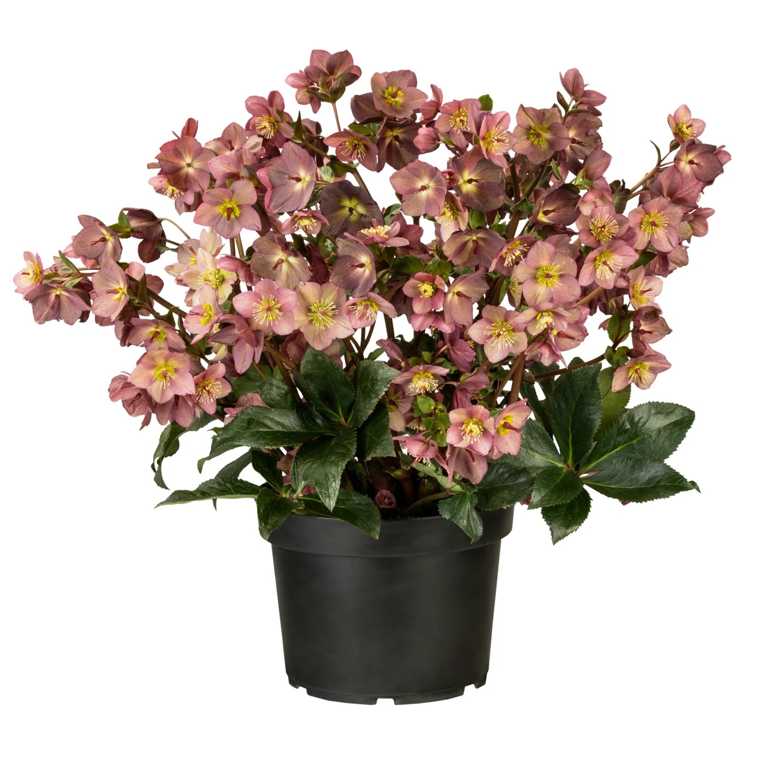 "HGC Ice N' Roses" hunyor rózsaszín-fehér cserépátmérő 23 cm Helleborus ...
