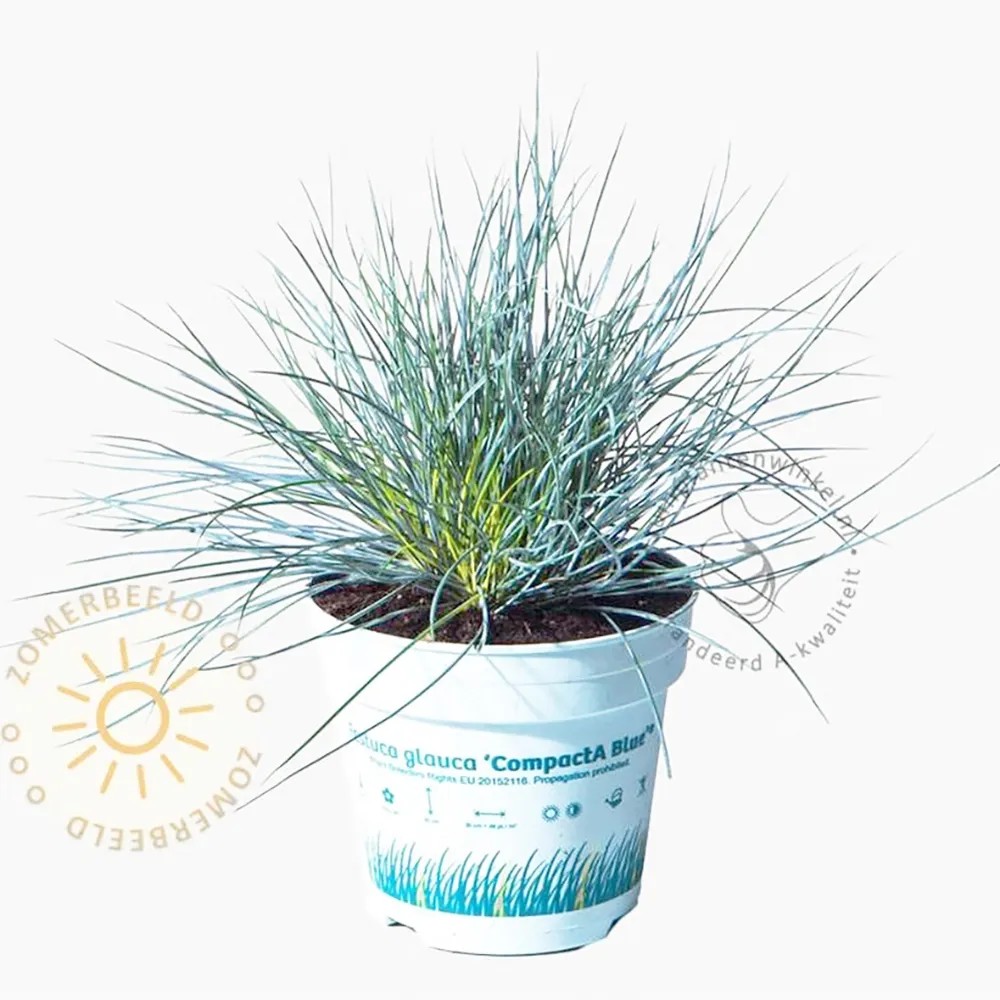 GROW by OBI kék csenkesz "Compacta Blue" cserépátm. kb. 10,5 cm Festuca ...