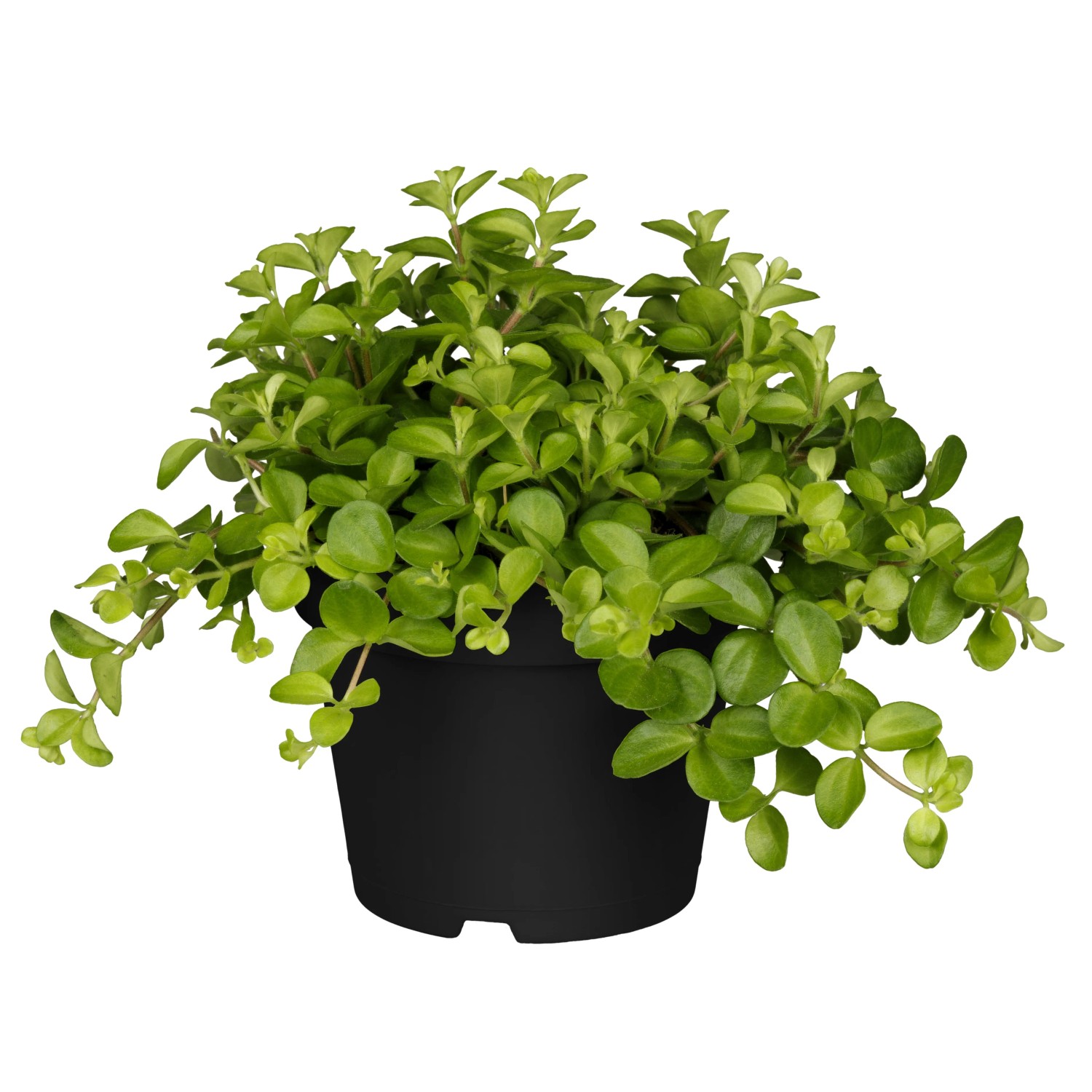 Kereklevelű törpebors, magasság kb. 20 cm cserép átmérője kb. 12 cm