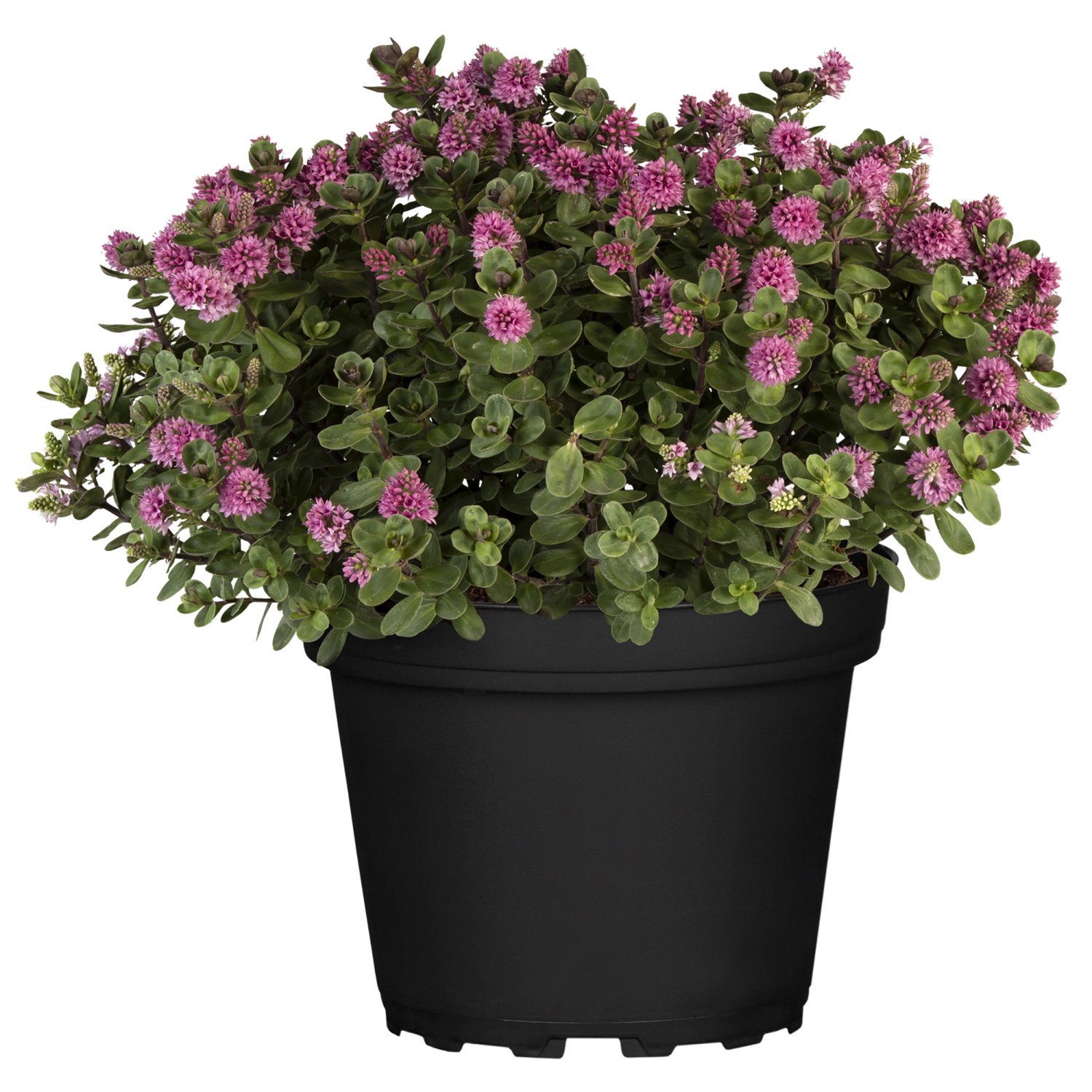 Bokrok vásárlása - OBI