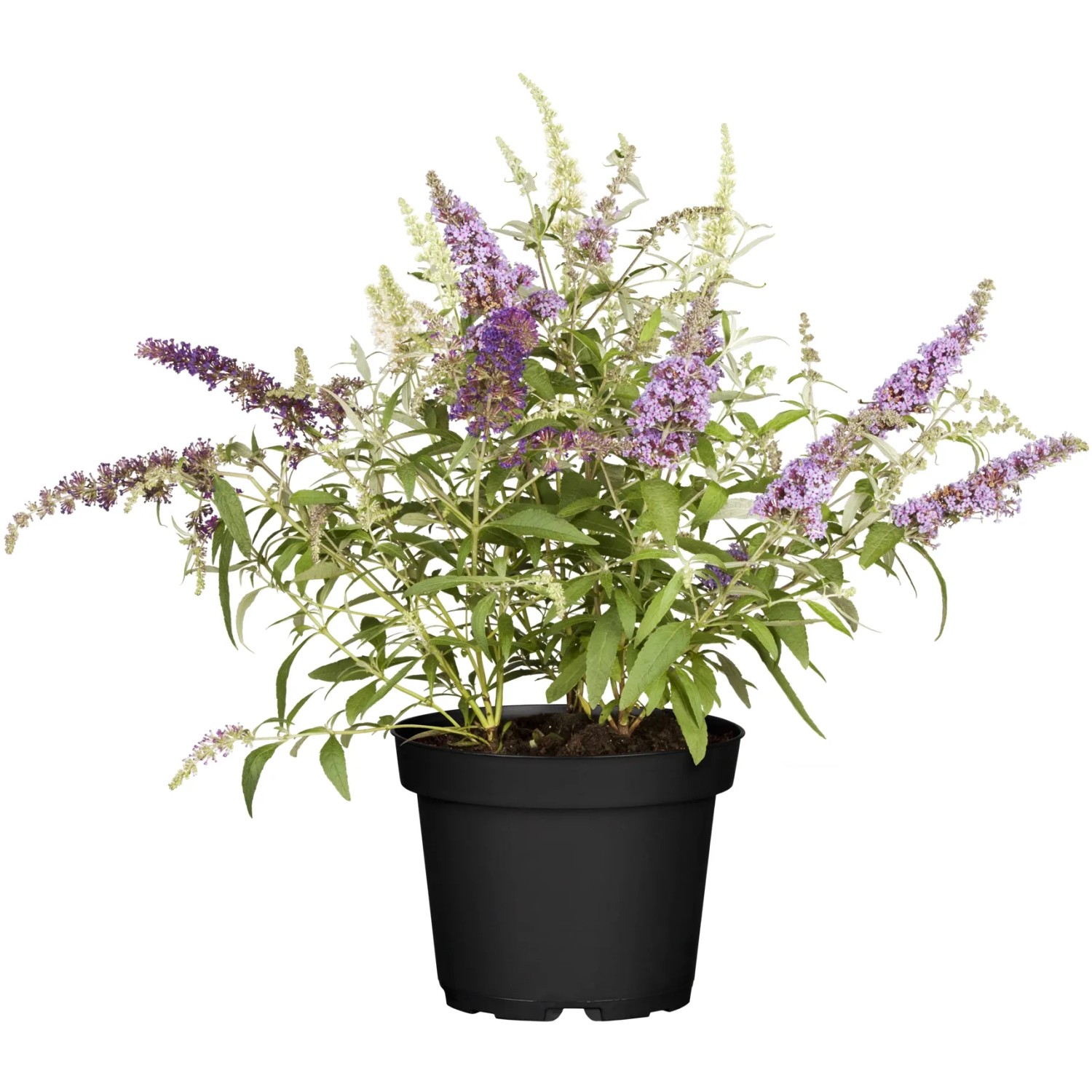 Törpe nyáriorgona "Buzz Trio" Magasság kb. 50 cm - 60 cm cserép kb. 5 l ...