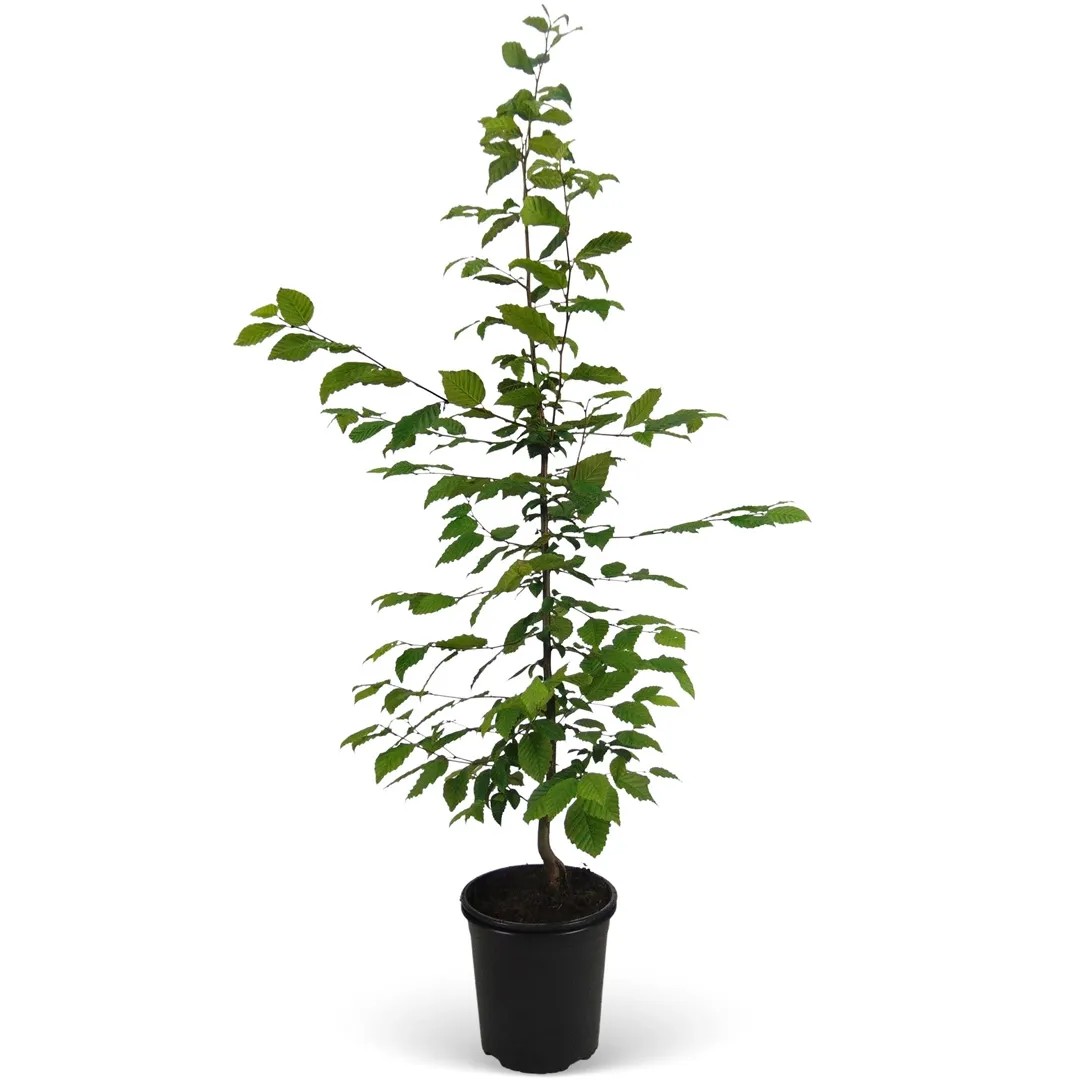 Gyertyán készlet 75 db magasság kb. 80-100 cm cserép kb. 3 l Carpinus ...