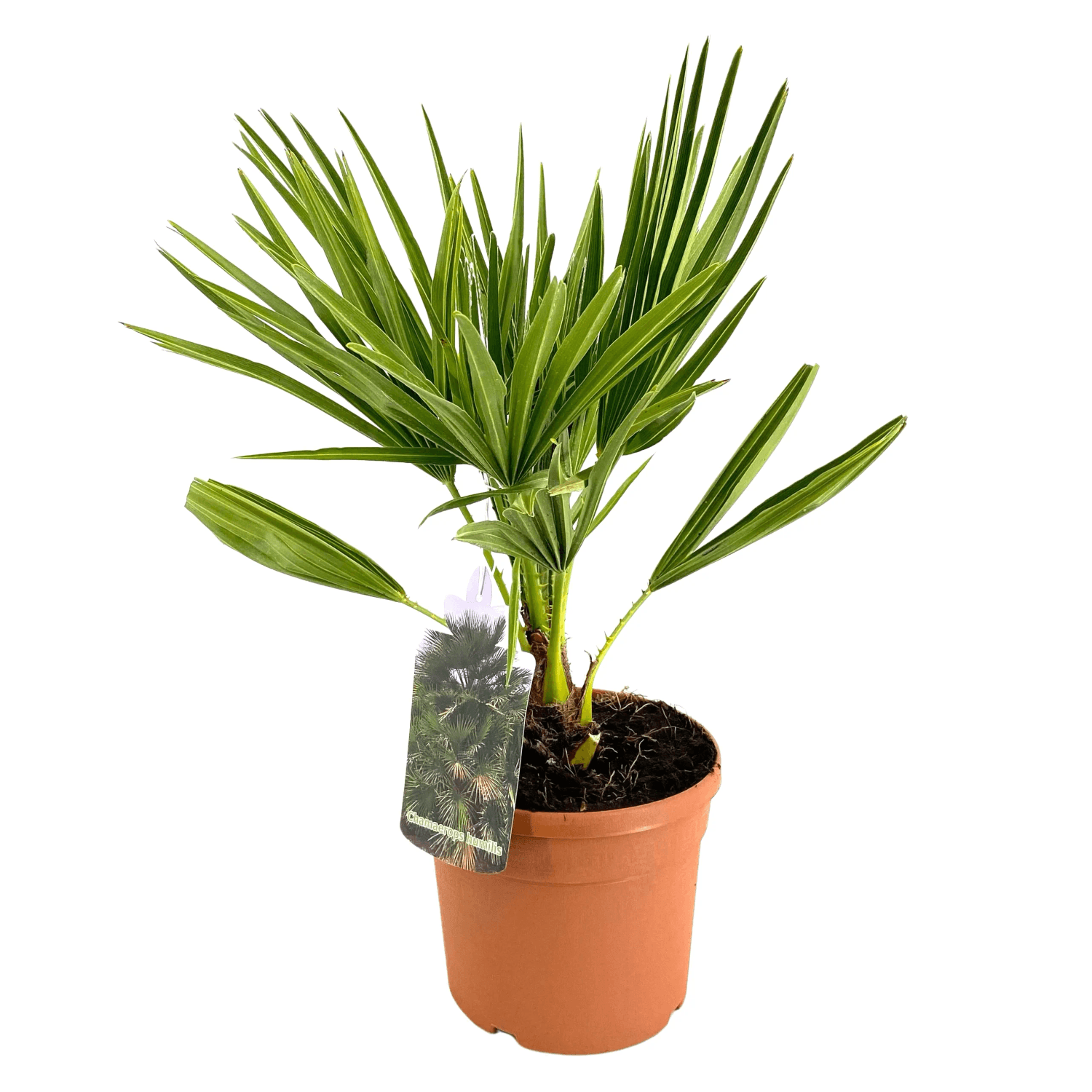 GROW by OBI törpe lószőrpálma magasság kb. 30 cm - 40 cm Chamaerops humilis