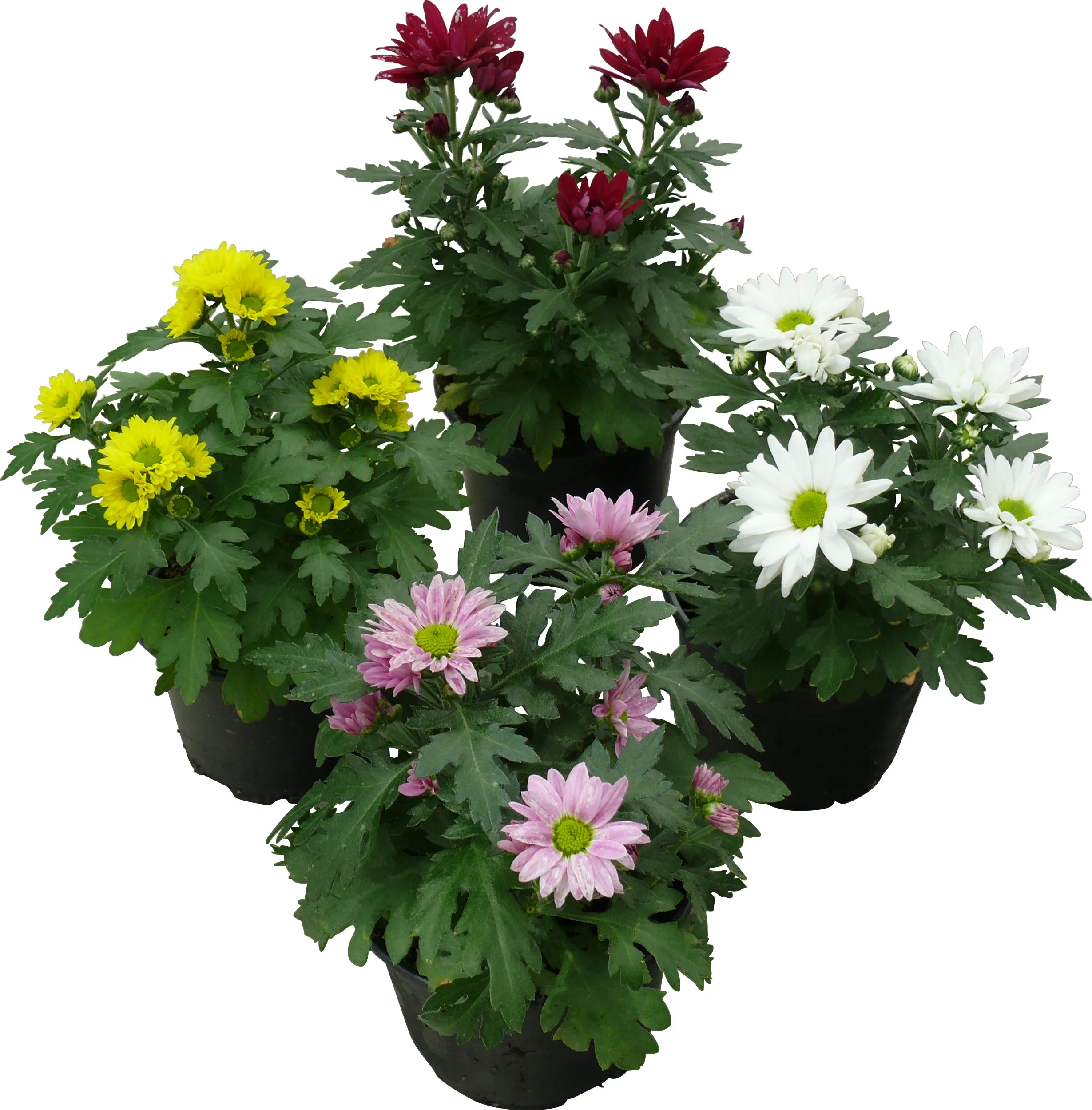 Krizantém cserepes vásárlása - OBI