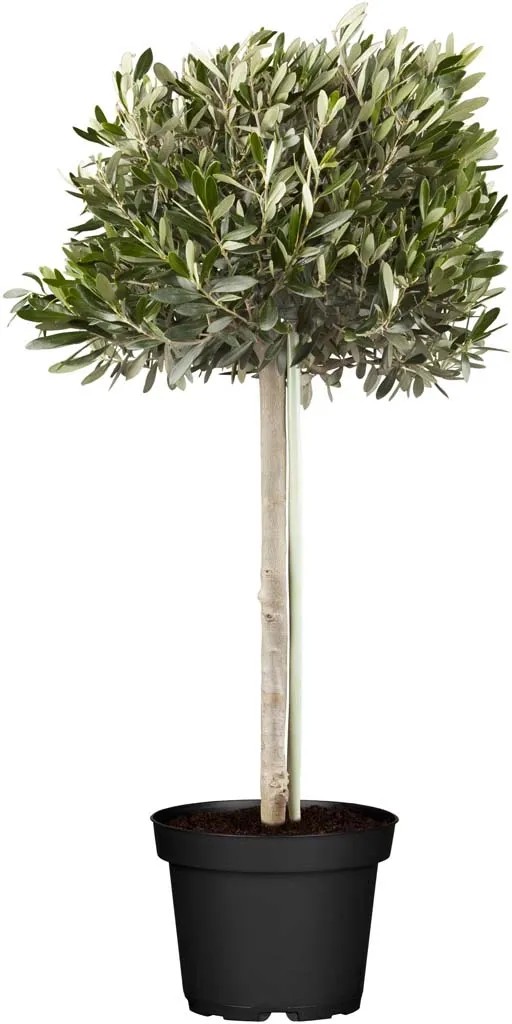 Olajfa törzses cserépátmérő: kb. 22 cm "Olea" vásárlása az OBI -nál