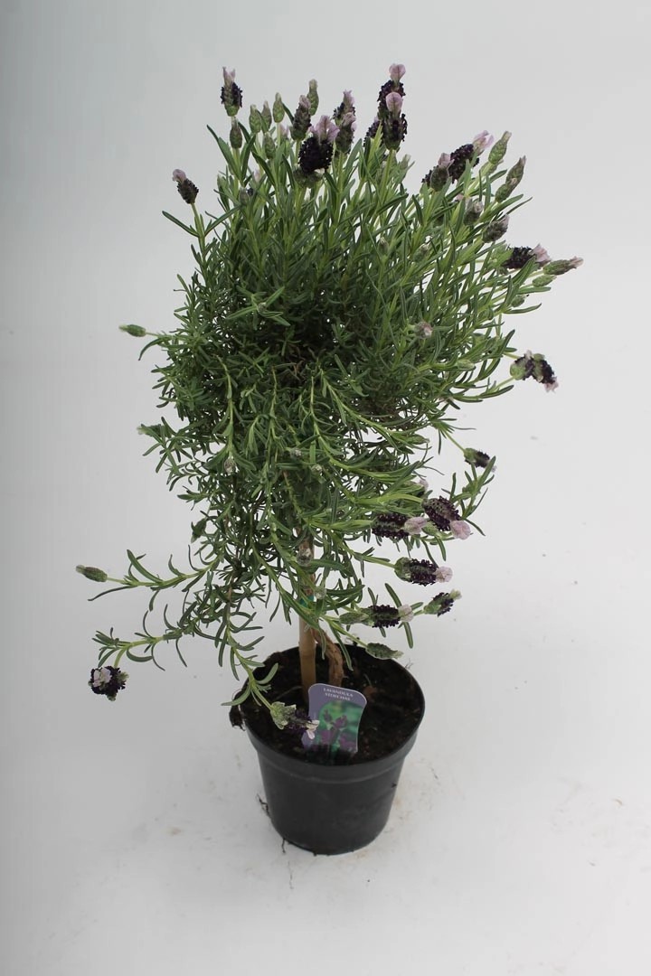 Levendula stoechas fa 14 cm vásárlása az OBI -nál