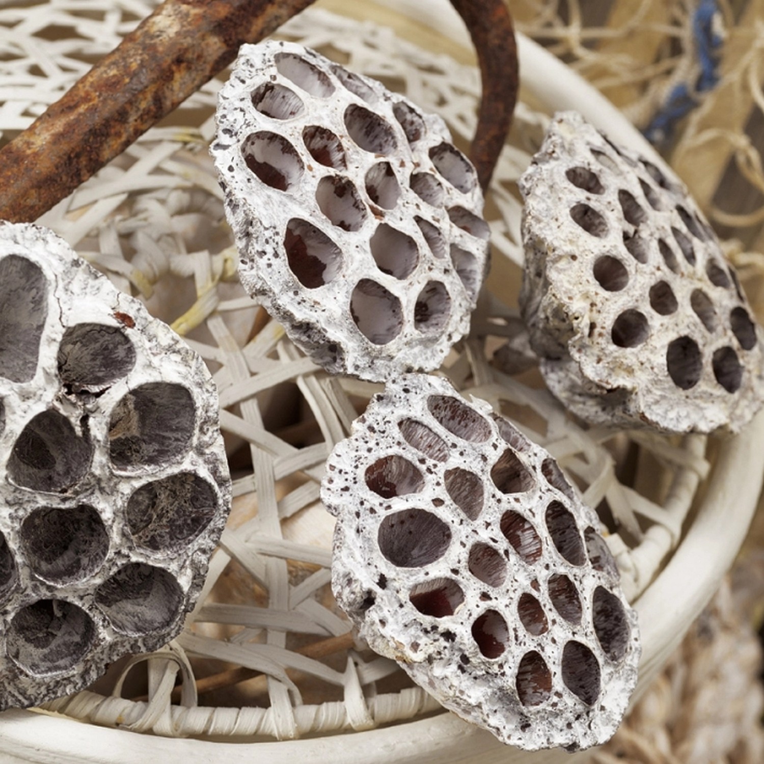 Száras lótusz fagyott dekor növény Fehér vásárlása az OBI -nál