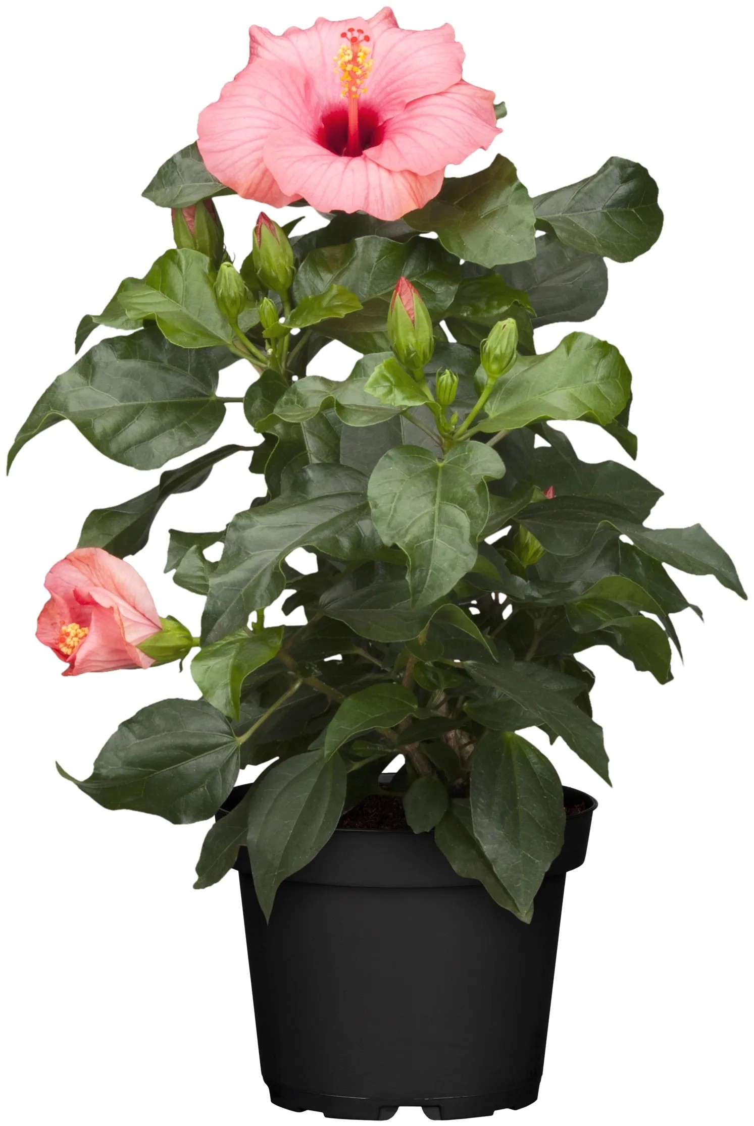 "Cato" kínai hibiszkusz 30-40 cm cserépátmérő 13 cm Hibiscus rosa-sinensis