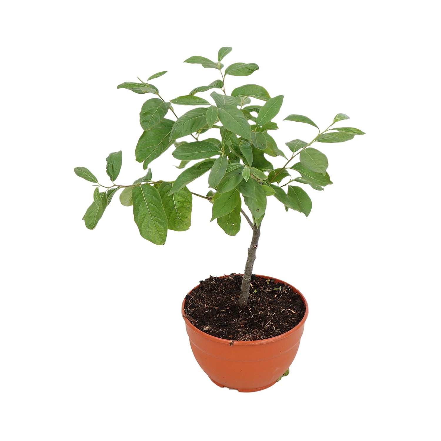 Datolyaszilva narancsos-sárgás mag. kb. 60 cm cserépátmérő 20 cm ...