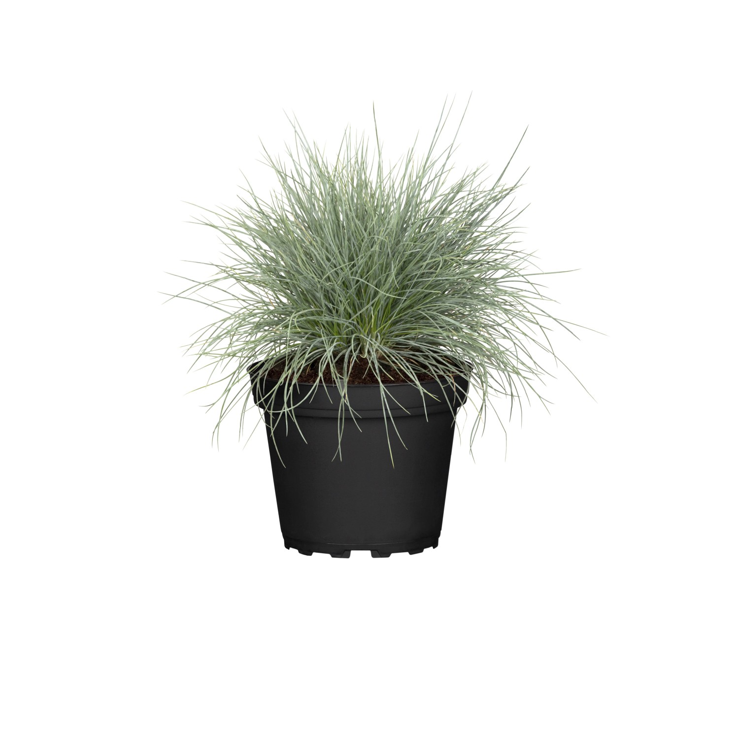 Cool as Ice deres csenkesz cserépátmérő kb. 105 Festuca glauca ...