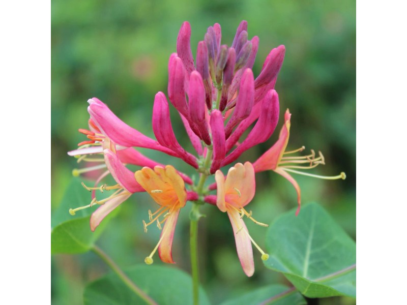 Lonc (Lonicera) vásárlása - OBI