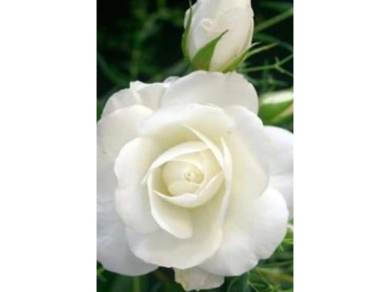 Bokor rózsa "Patiohit" fehér kb. 17 cm-es cserépben vásárlása - OBI