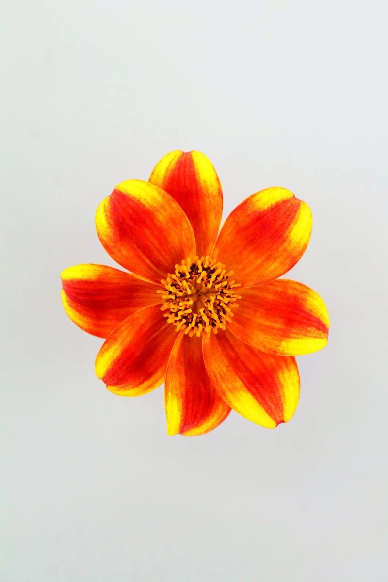 Balkon Aranya (Bidens) 12 cm-es cserép vásárlása az OBI -nál