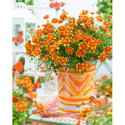 Balkon Aranya (Bidens) 12 cm-es cserép vásárlása - OBI