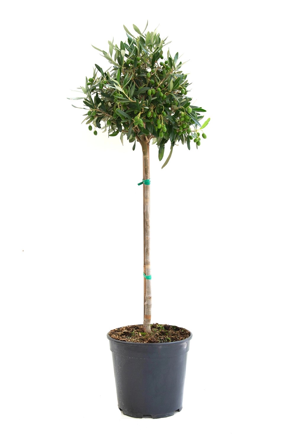 GROW by OBI mini olajfa magasság kb. 35 cm cserép kb. 5 l Olea europaea ...