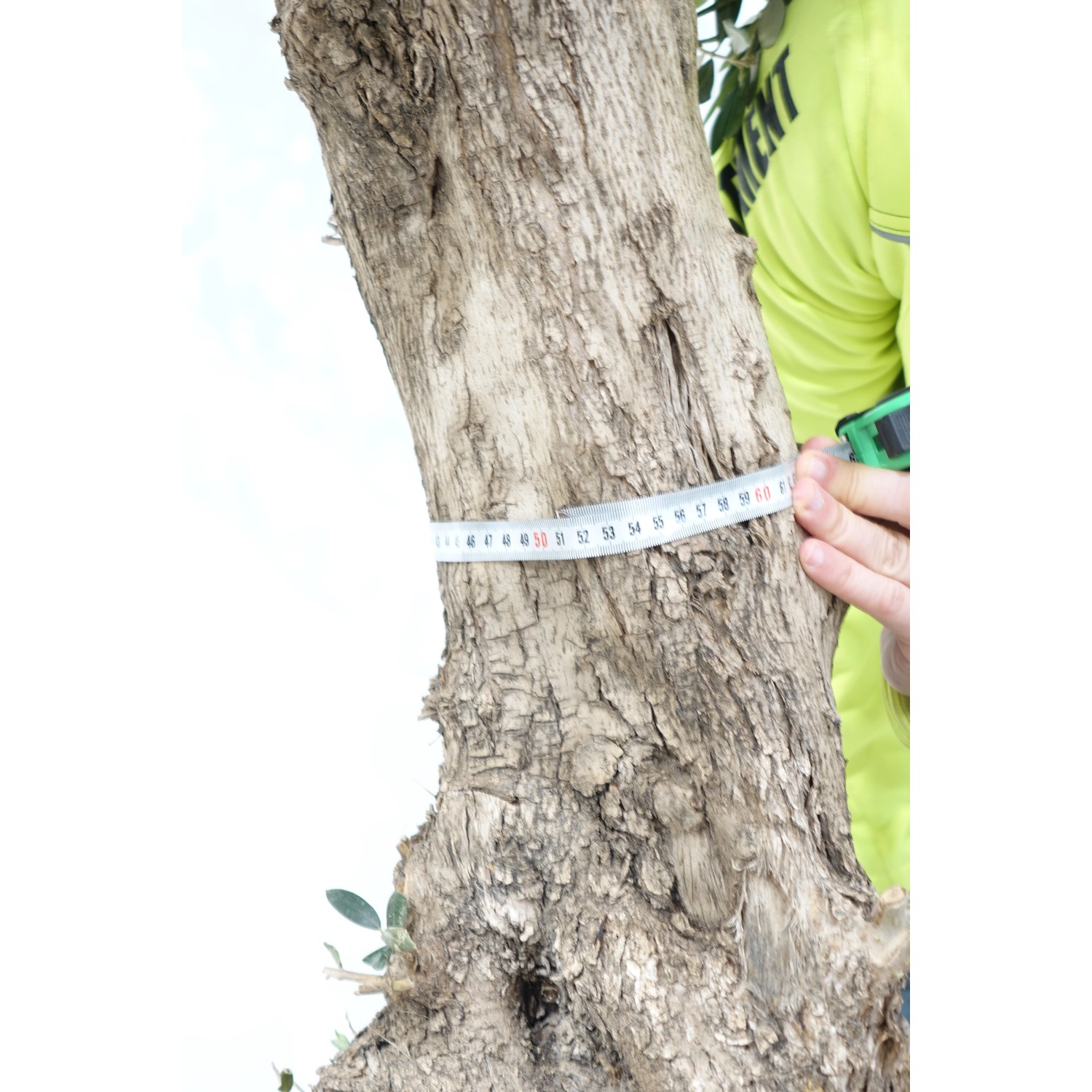 GROW by OBI olajfa tő magasság kb. 150-175 cm cserépátmérő kb. 60 cm vásárlása az OBI -nál