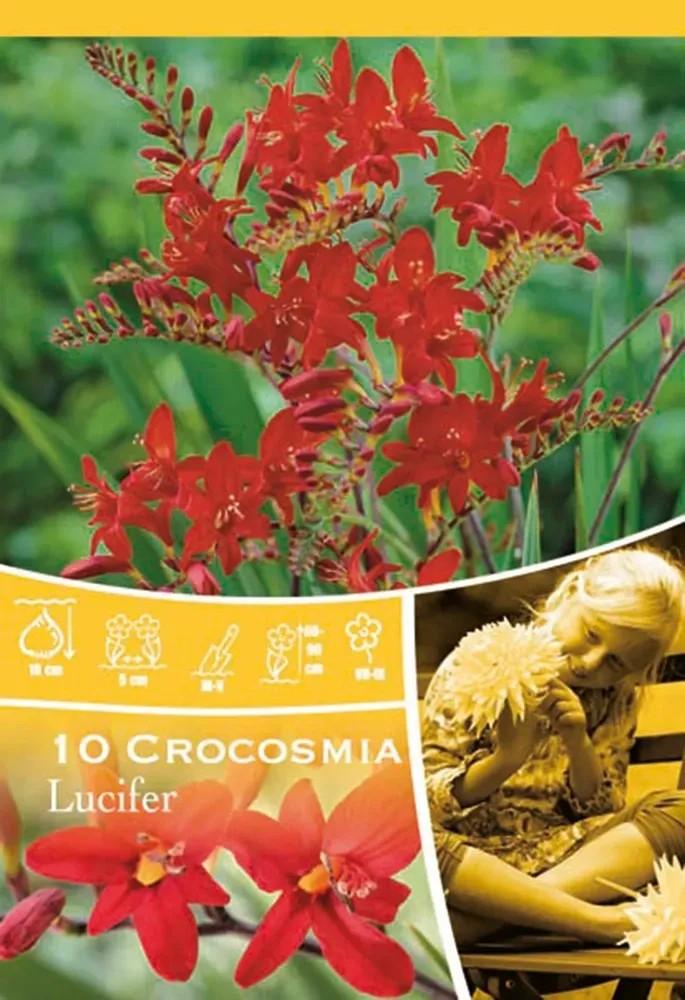 Lucifer mini írisz, piros-narancssárga