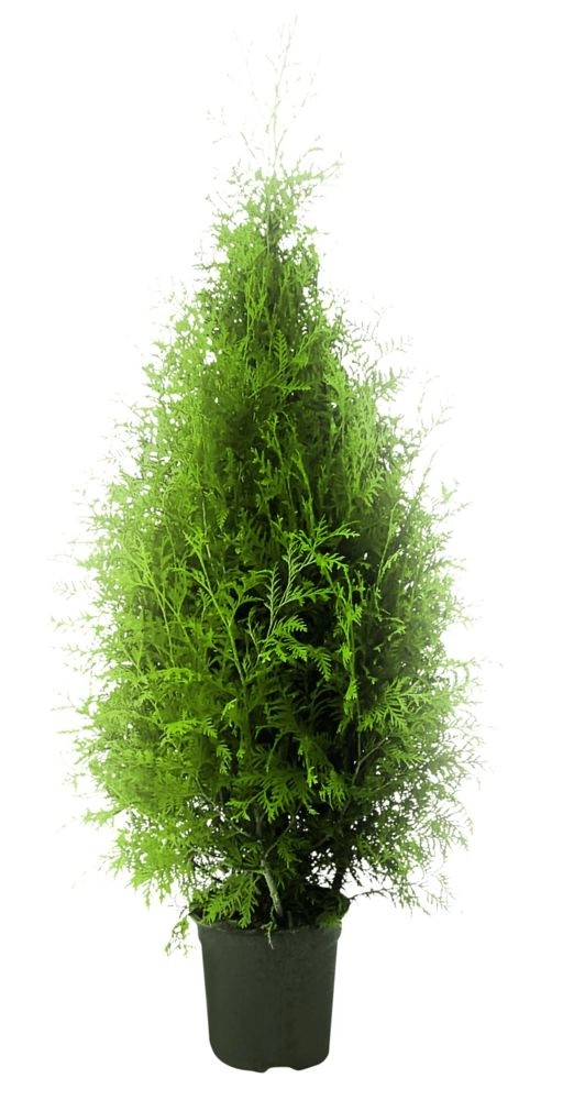 Tuja (Thuja occ. Brabant) vásárlása az OBI -nál