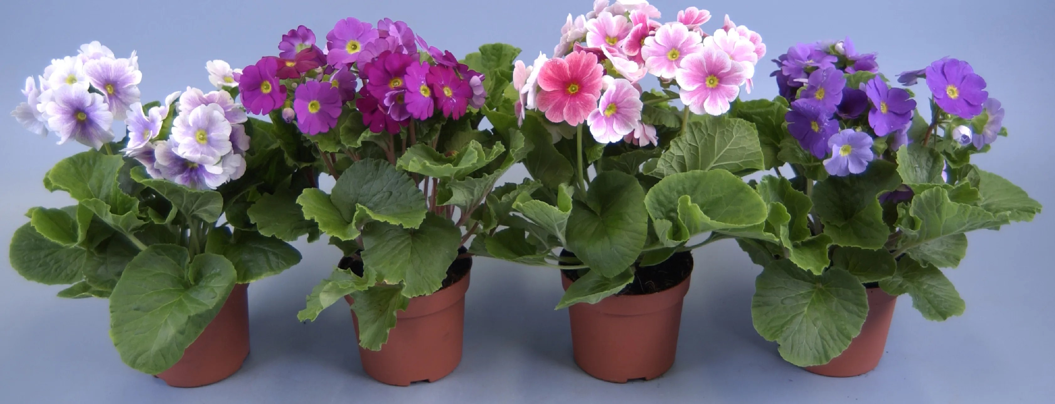 Szobai kankalin mix "Touch me" cserépátmérő: kb. 9 cm Primula obconica ...