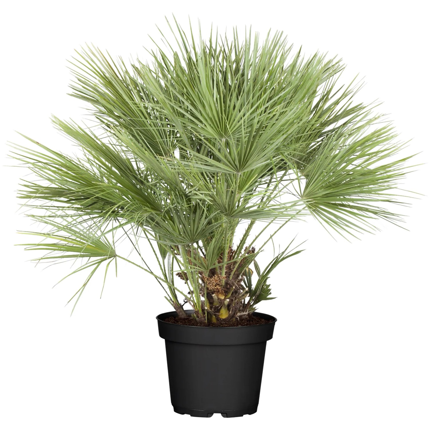 Törpe lószőrpálma kb. 60 cm - 80 cm cserépátmérő kb. 30 cm Chamaerops ...