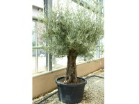 Olajfák vásárlása - OBI