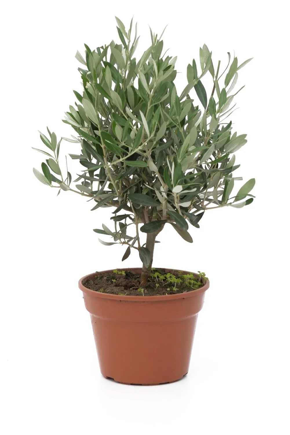 GROW by OBI olajfa bokor cserép kb. 15 l Olea europaea vásárlása az OBI ...