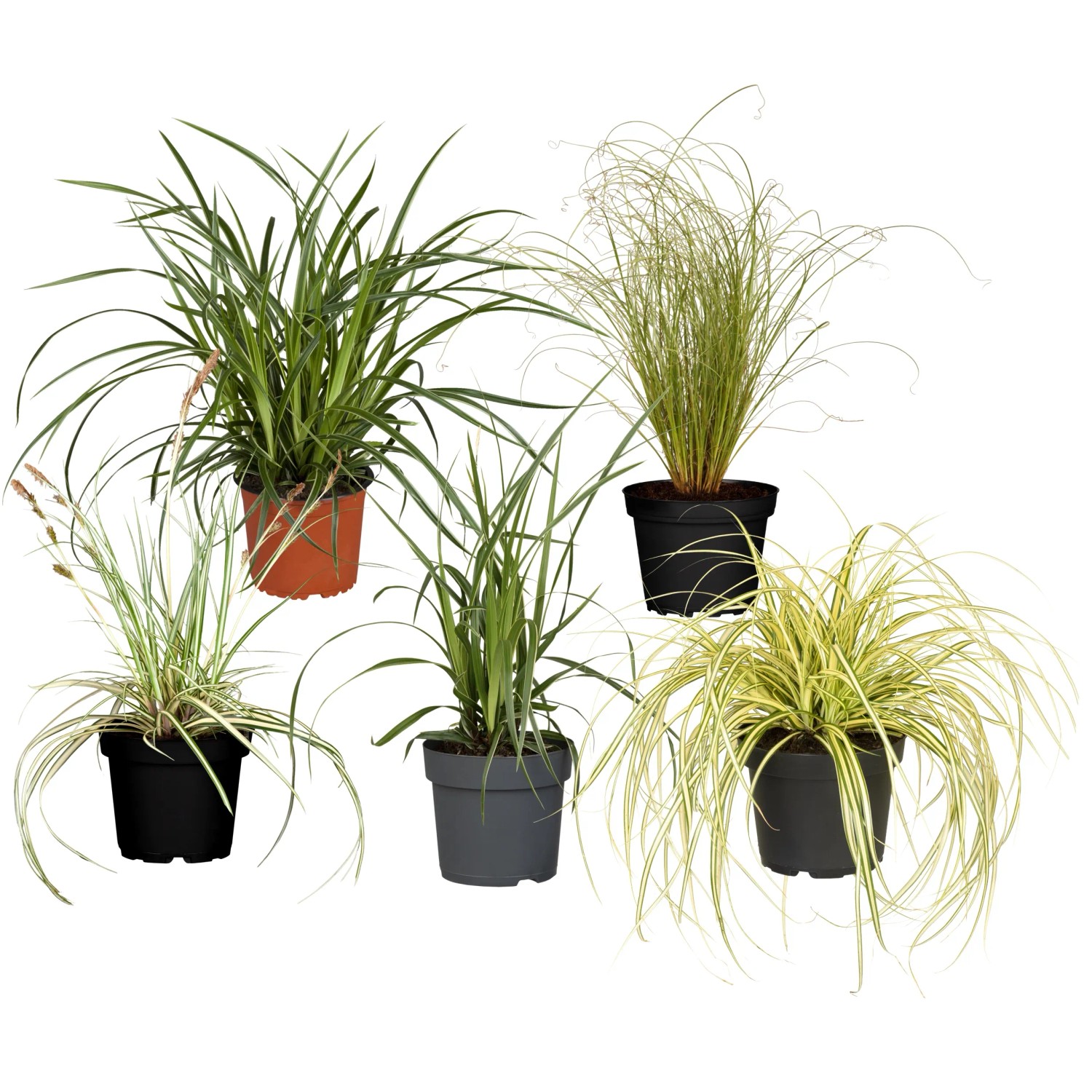 Sás mix cserépátmérő kb. 13 cm Carex