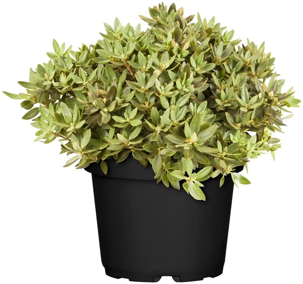 OBI "Buchlovice" havasszépe lila mag. kb. 10 cm - 20 cm cserép kb. 2 l