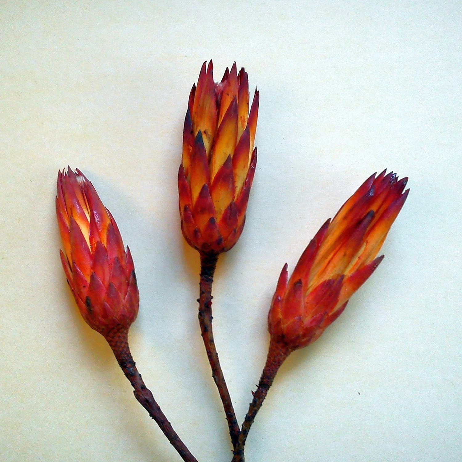 Protea repens cukorcserje piros 3 darab vásárlása az OBI -nál