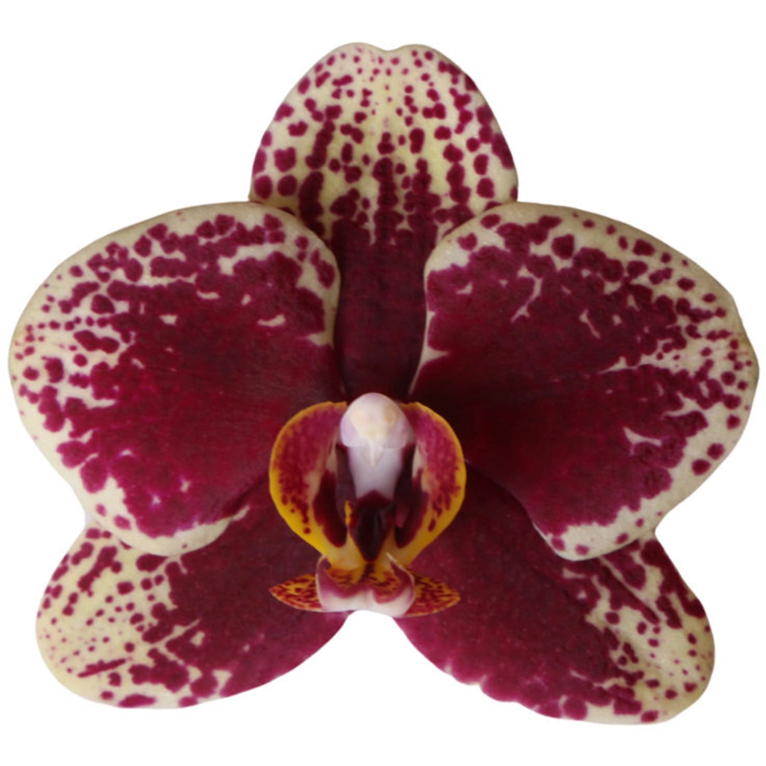 GROW by OBI Lepkeorchidea "Spain" magasság kb. 35-40 cm cs.átm. kb. 9 cm