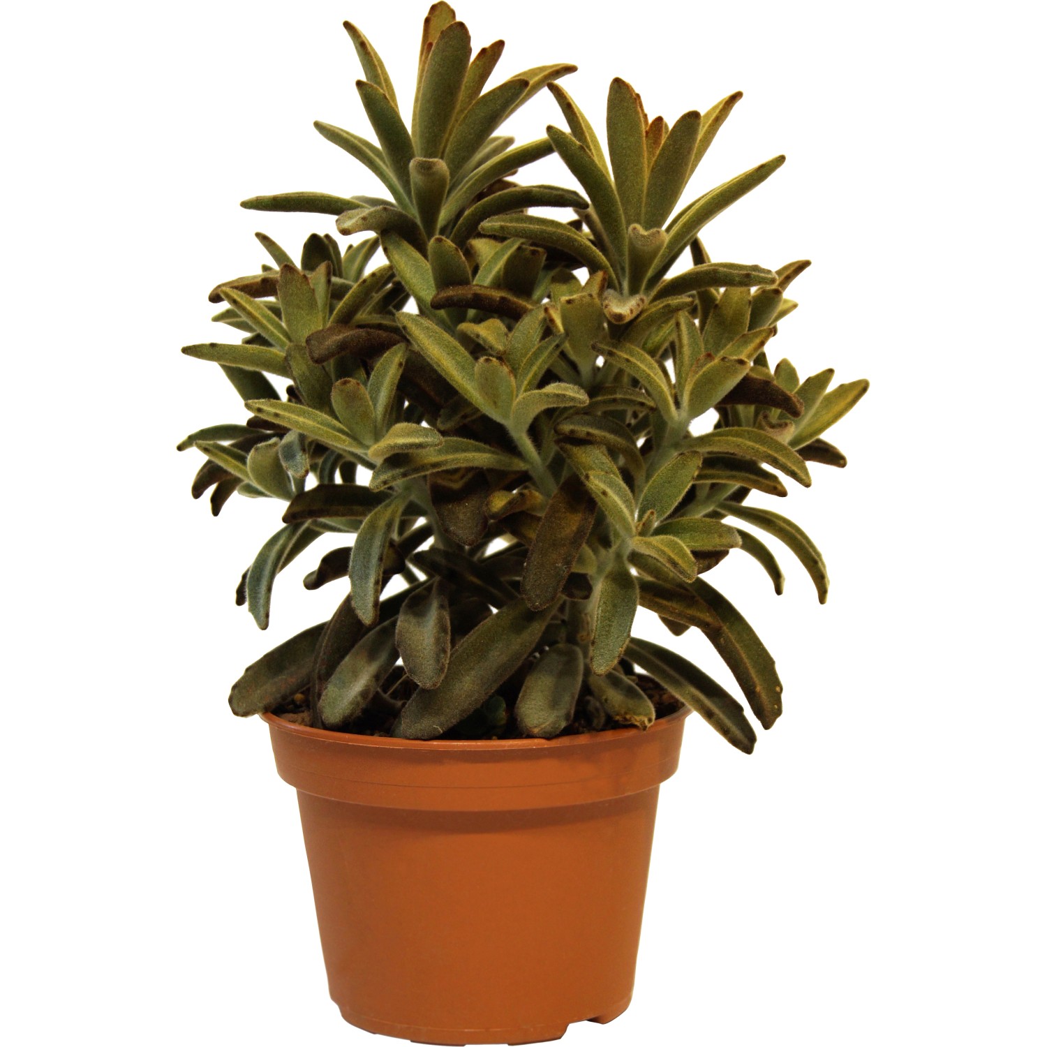 Tenerifei pozsgafa válogatás cserépátmérő kb. 15 cm Crassula vásárlása ...