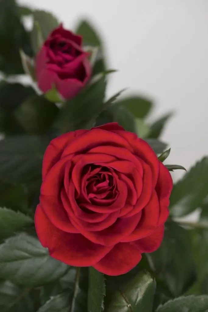 Bokor rózsa "Patiohit" piros kb. 17 cm-es cserépben vásárlása - OBI