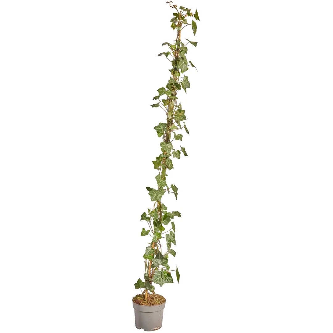 Nagylevelű ír borostyán készlet 75 darab magasság 125-150 cm cserép kb ...