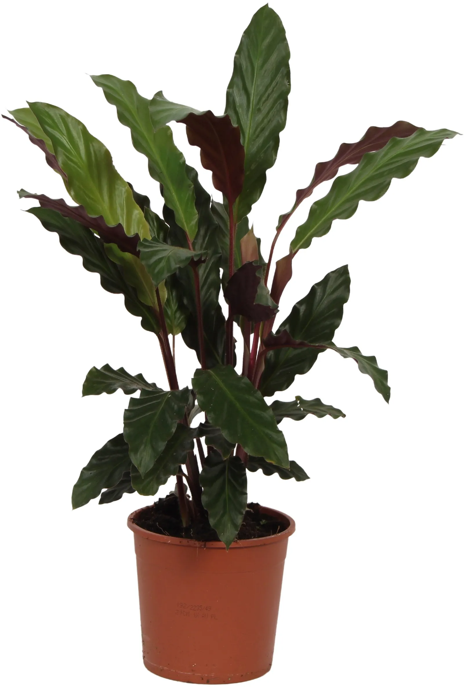 GROW by OBI "Wavestar" csíkos zebralevél kb. 40 cm - 55 cm Calathea ...