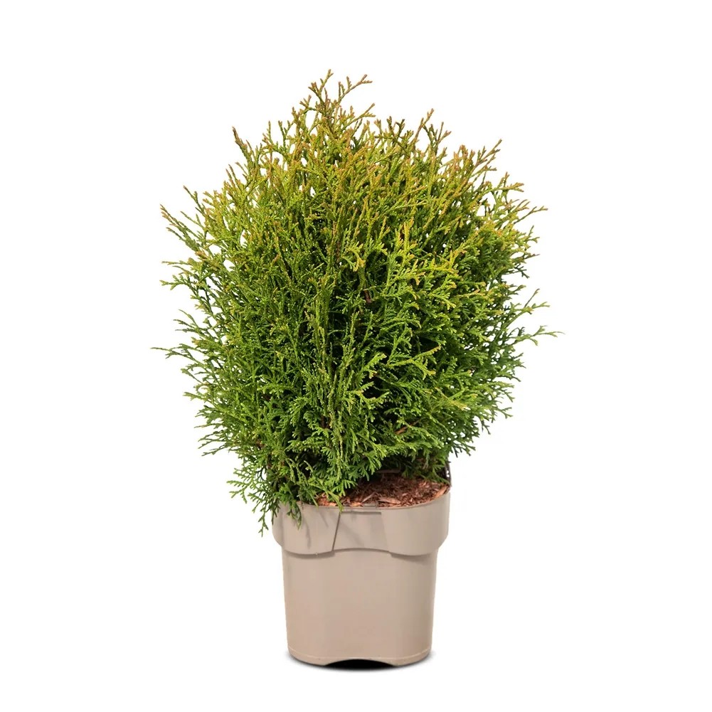 Nyugati tuja 'Tiny Tim' vásárlása az OBI -nál