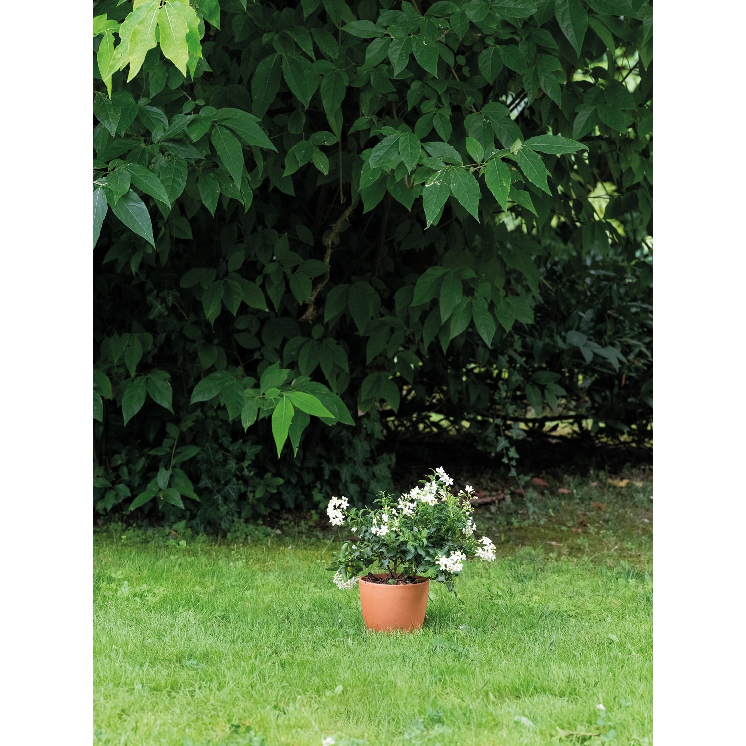 Deroma virágcserép Egg Pot 15,9 cm átmérő x 14,2 cm terrakotta ...