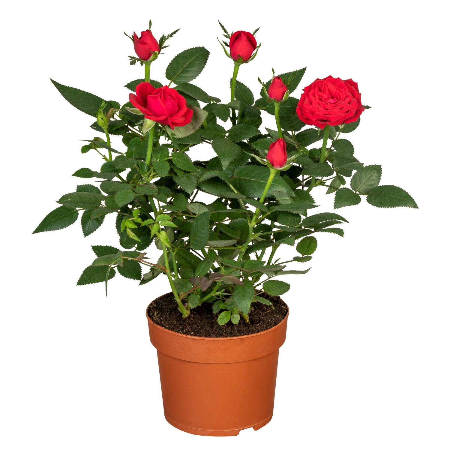 Szobarózsa válogatás mag. kb. 25-30 cm cserépátmérő kb. 10,5 cm Rosa Hybride vásárlása az OBI -nál