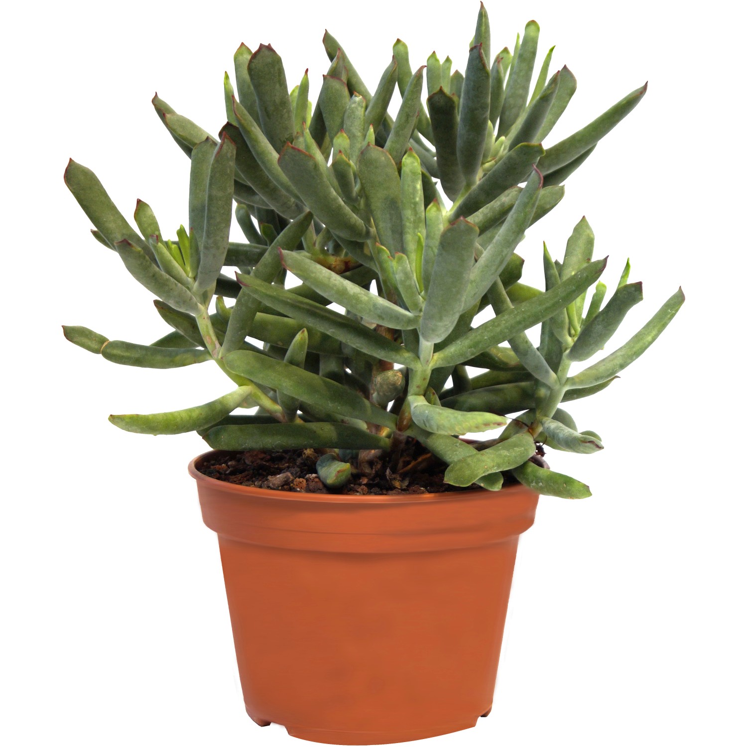 Tenerifei pozsgafa válogatás cserépátmérő kb. 15 cm Crassula vásárlása ...