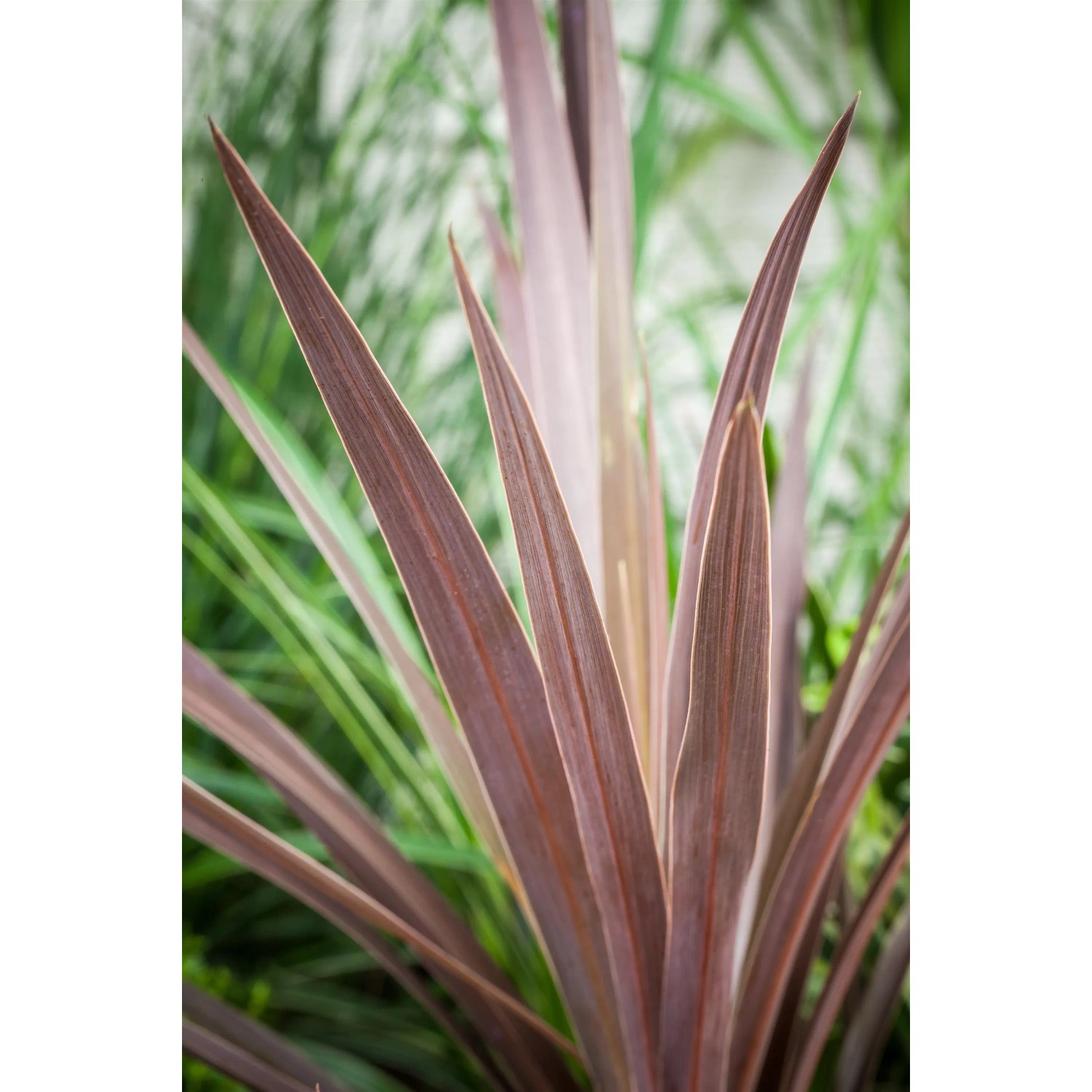 Bunkóliliom magasság kb. 65 cm cserépátmérő kb. 19 cm Cordyline