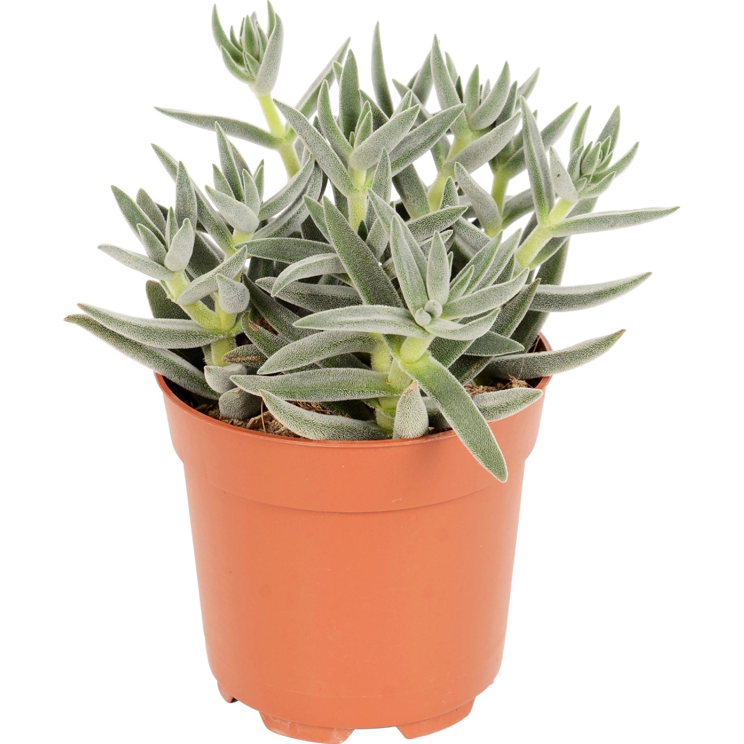 Pozsga "Sardinie Siesta" cserépátmérő: kb. 10,5 cm Crassula tenelli ...