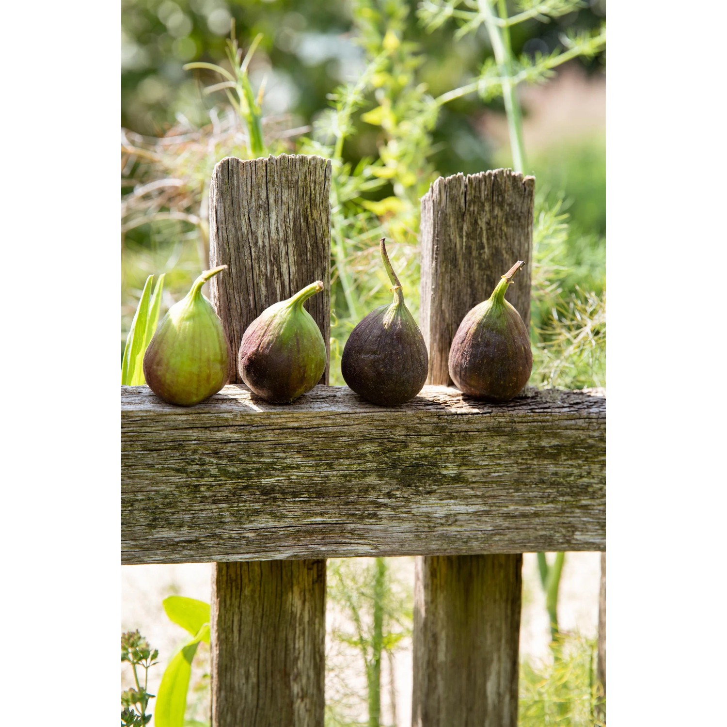 GROW by OBI füge magasság kb. 30 cm - 40 cm cserép kb. 3 l Ficus carica