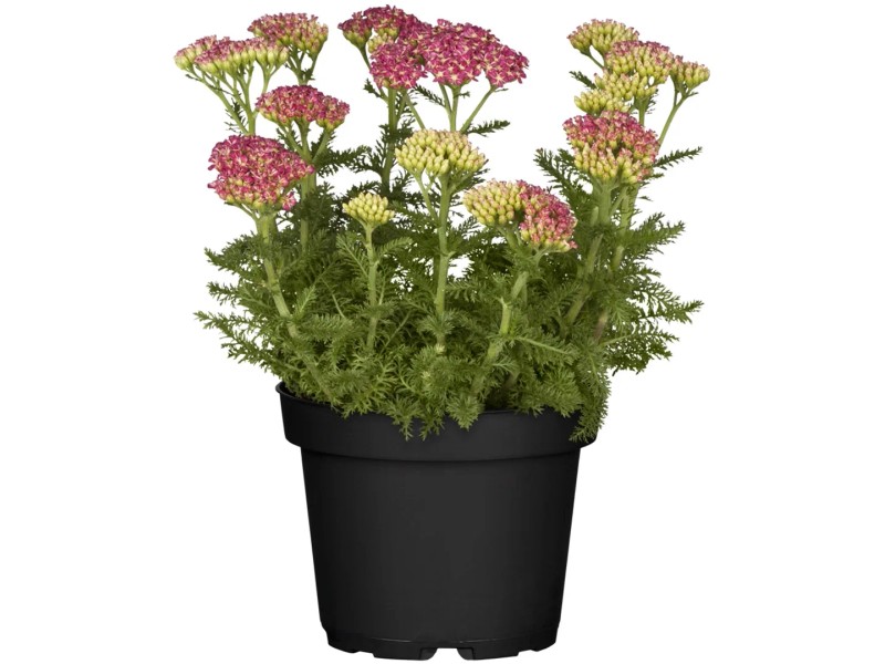 GROW by OBI közönséges cickafark cserépátmérő kb. 12 cm Achillea ...