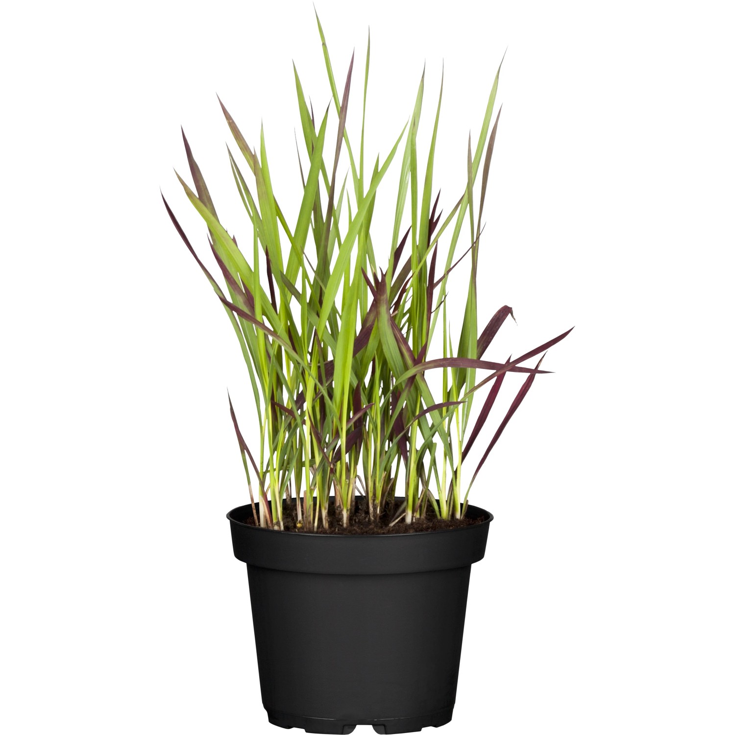 Grow by OBI "Red Baron" japán vörös alangfű cserépát. kb. 14 cm Imperata
